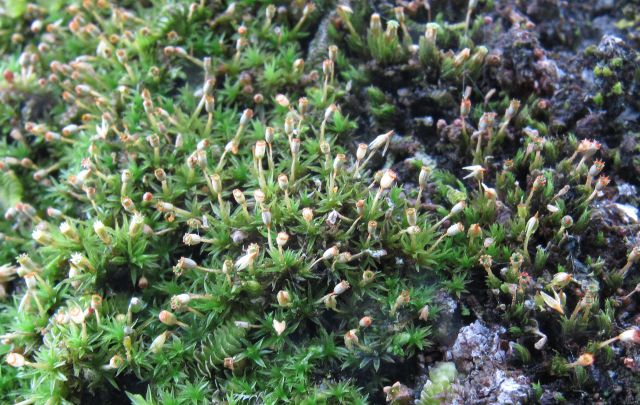 サヤゴケ – ひろしま遊学の森 広島県緑化センター・広島県立広島緑化植物公園